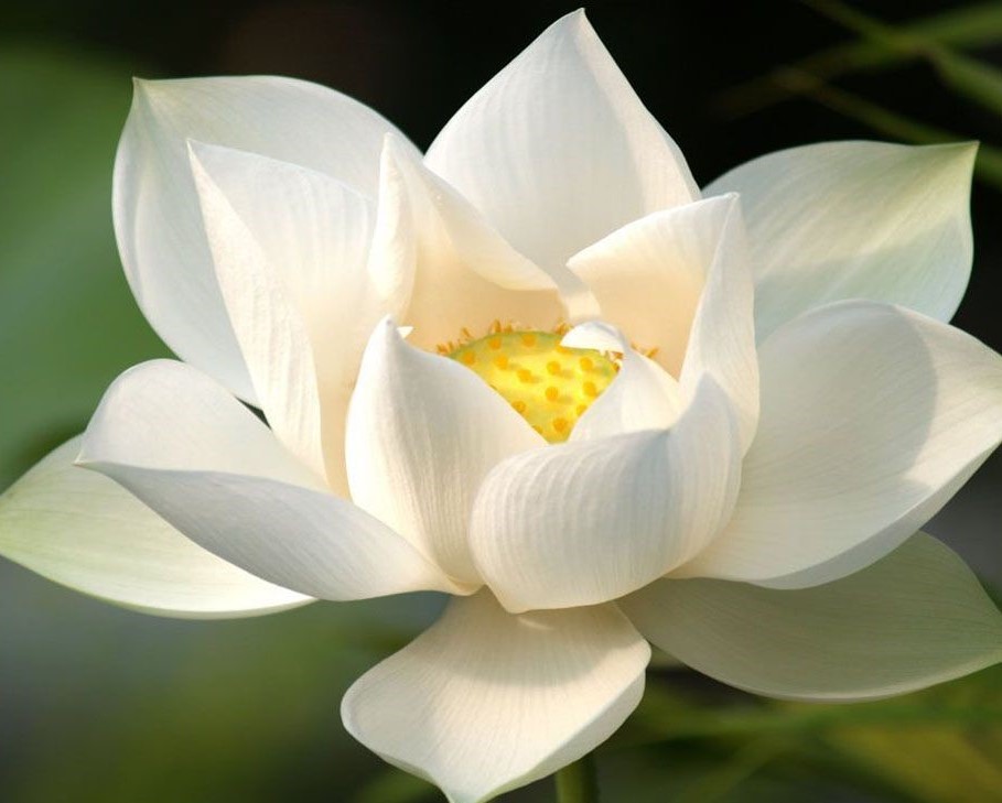 Be a White and Gold Lotus – Healing Haven under Hilarion